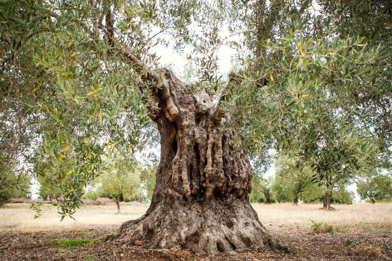Υιοθεσίες ελαιόδεντρων και μουσικές των δέντρων - Οικονομικός ...