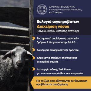 Ευλογιά των προβάτων: Κατευθύνσεις και πληροφόρηση με 8 ερωταπαντήσεις ...