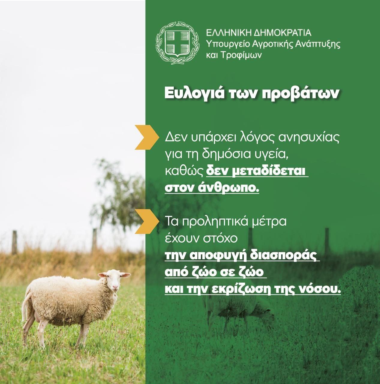 Ευλογιά των προβάτων: Κατευθύνσεις και πληροφόρηση με 8 ερωταπαντήσεις ...