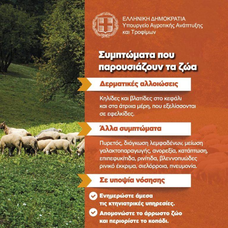 Ευλογιά των προβάτων: Κατευθύνσεις και πληροφόρηση με 8 ερωταπαντήσεις ...